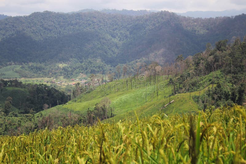 Forest Spreading Mountain Farming Rice Field Background Image Stock ...