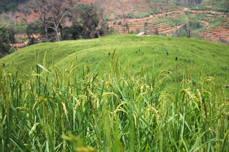 A Group Rice Fruit or Paddy (padi ) in the Field from East Java ...