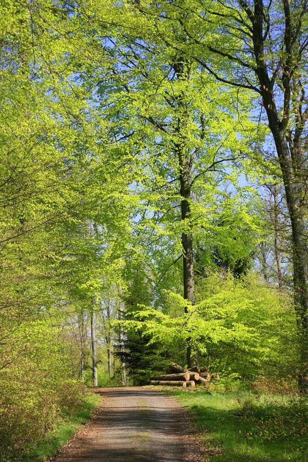 Forest in spring stock photo. Image of leaf, botany, sunlight - 12065192
