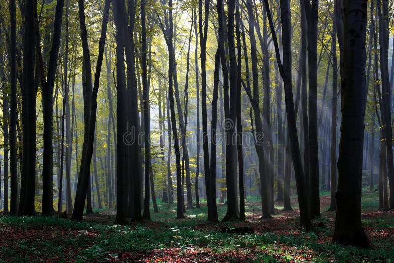 Forest in spring stock photo. Image of light, spring - 24875962