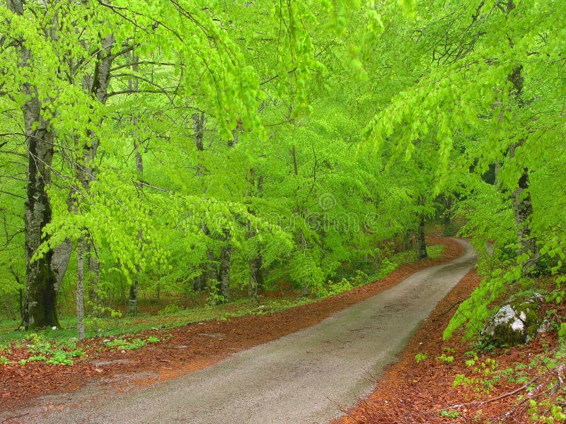 Forest in spring stock photo. Image of landscape, outdoor - 2508626