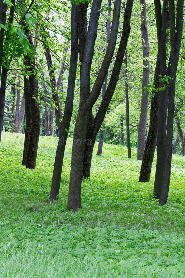 Forest in spring stock image. Image of landscape, branch - 26196675