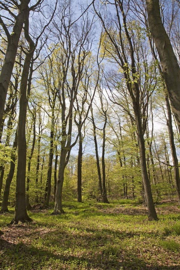 Forest in spring stock photo. Image of tree, footpath - 28167204