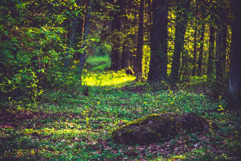 Forest in Spring, Back-lit Light Stock Image - Image of ecosystem, park ...