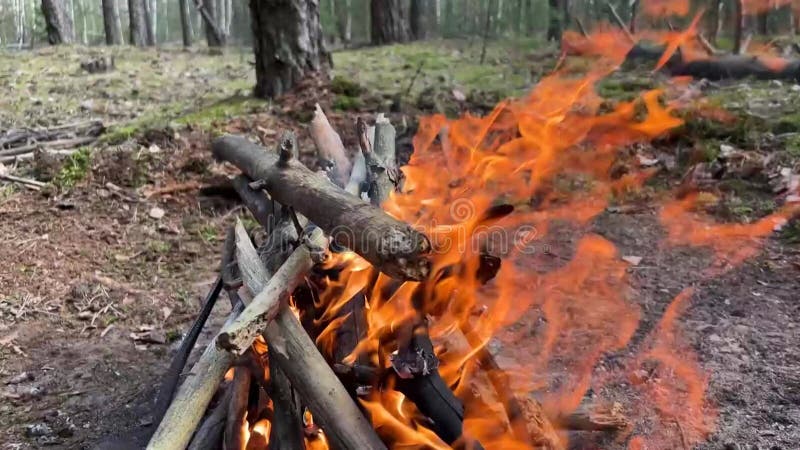 An Open Flame of Fire in the Forest in Early Spring Stock Video - Video ...