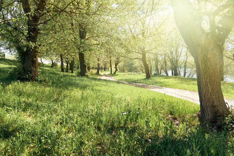 Forest in Spring, Bright Sun, Green Grass Stock Image - Image of spring ...