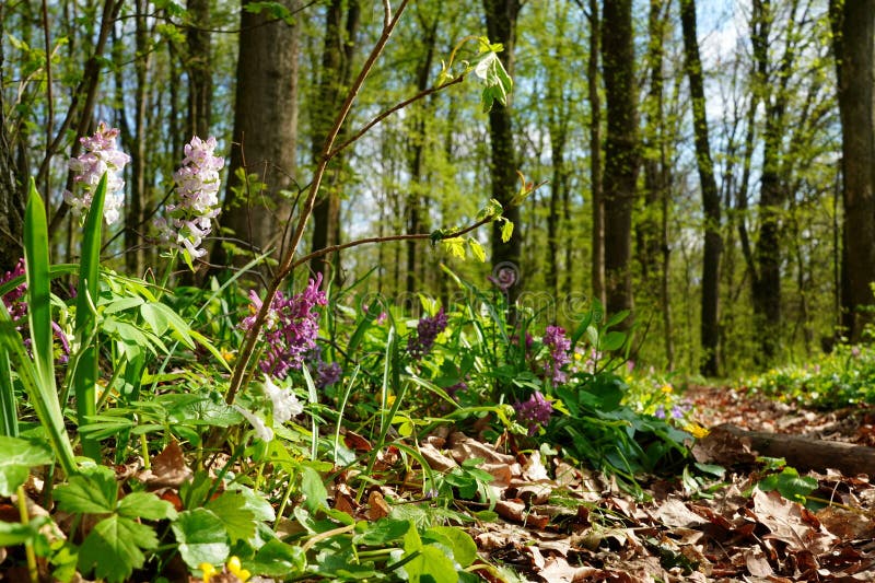 Forest in Spring with Burgeoning Trees and Corydalis Cava Flowers on ...