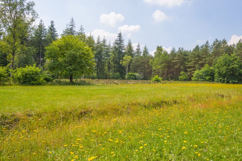 Forest in Spring Colors in Sunlight Stock Photo - Image of rural ...