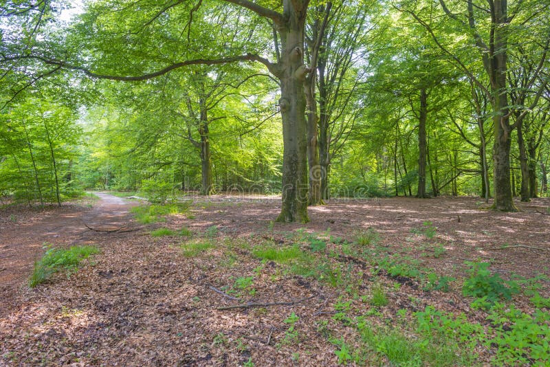 Forest in Spring Colors in Sunlight Stock Image - Image of beech, rural ...