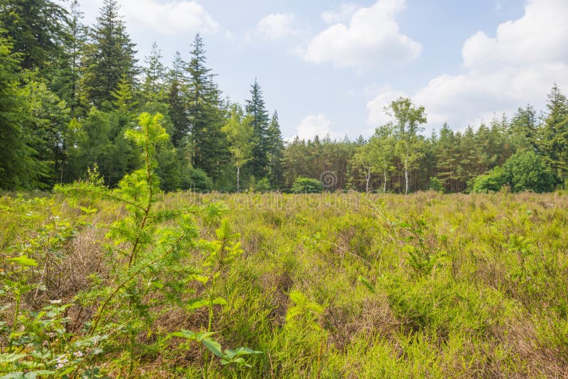 Forest in Spring Colors in Sunlight Stock Image - Image of scenic, wild ...