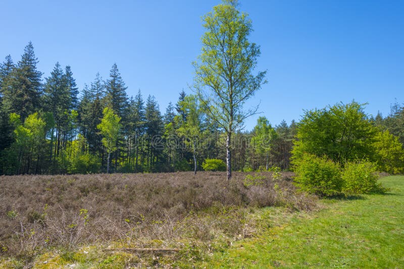 Forest in Spring Colors in Sunlight Stock Photo - Image of foliage ...