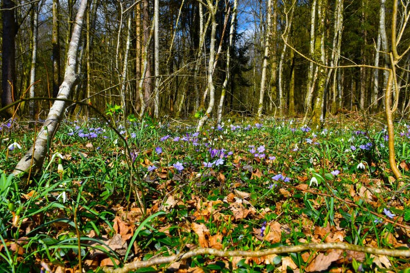Forest with Spring Common Hepatica (Anemone Hepatica) Flowers Stock ...