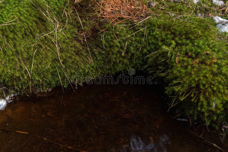 Forest Spring Covered with Soft Green Moss Stock Photo - Image of ...
