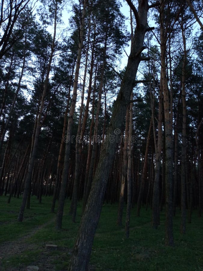 Forest in the evening stock image. Image of sunset, twilight - 115917967