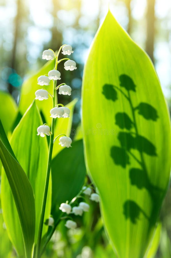 Forest spring flowers stock image. Image of beam, flower - 48356065