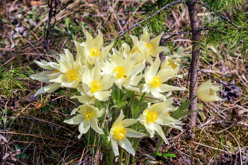 Forest Spring Flowers Snowdrops in the Forest, May Stock Photo - Image ...