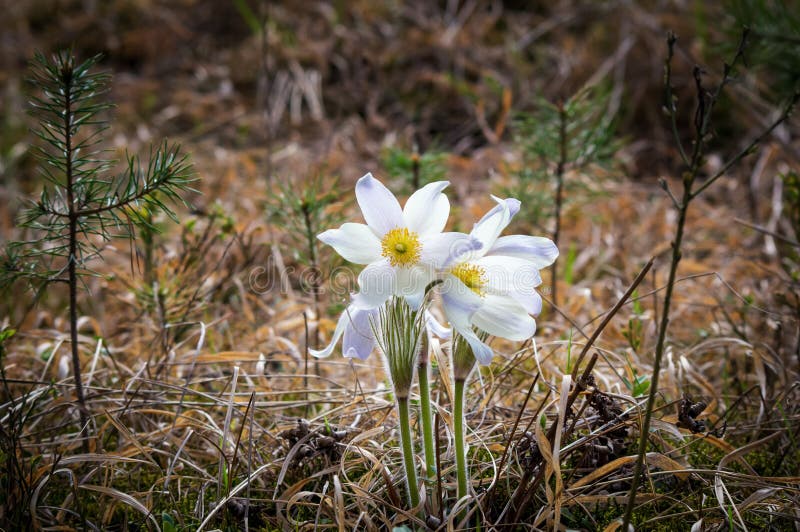 Forest Spring Flowers Snowdrops in the Woods, Stock Image - Image of ...