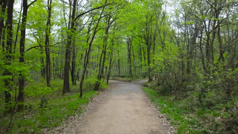Forest in Spring. Green Forest in Springtime. Walking Path in Forest ...