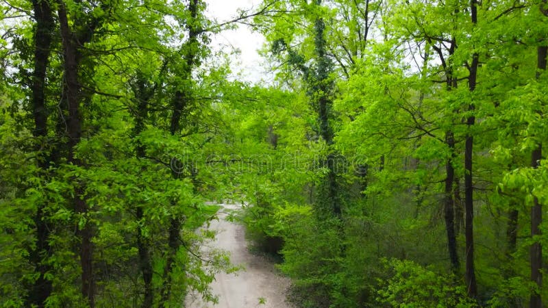 Forest in Spring. Green Forest in Springtime. Walking Path in Forest ...