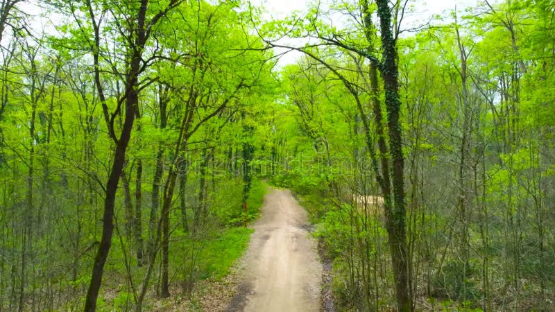 Forest in Spring. Green Forest in Springtime. Walking Path in Forest ...