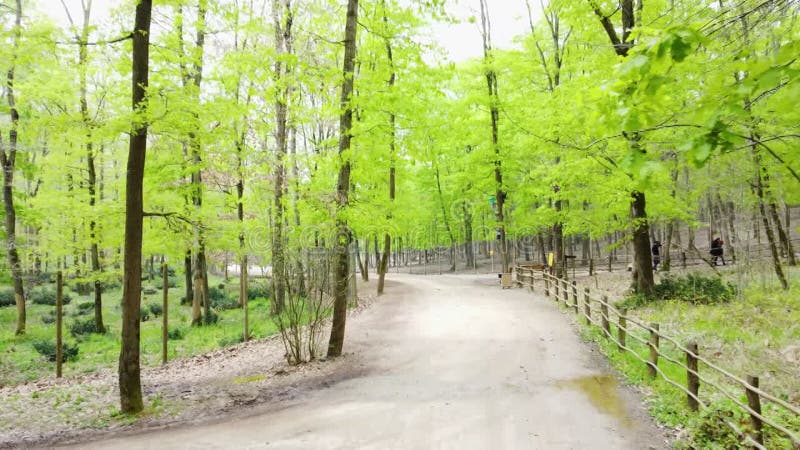 Forest in Spring. Green Forest in Springtime. Walking Path in Forest ...