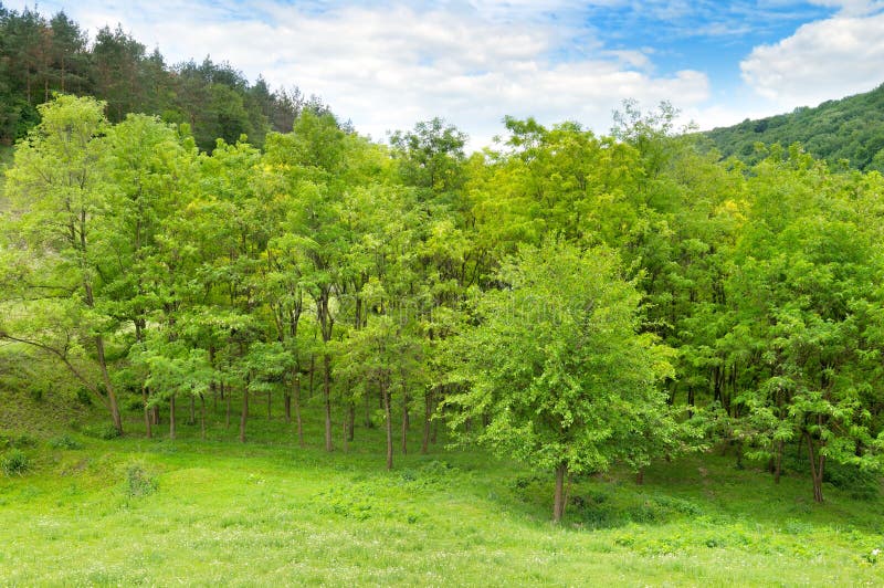Forest in Spring with Green Trees and Bright Day. Stock Photo - Image ...