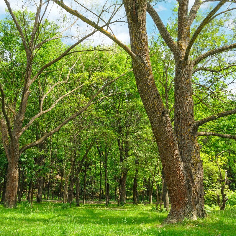 Forest in Spring with Green Trees and Bright Day. Stock Image - Image ...