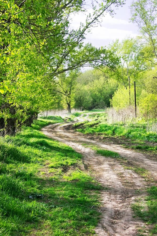 Forest in Spring. Spring Landscape with Country Road on a Sunny Day ...