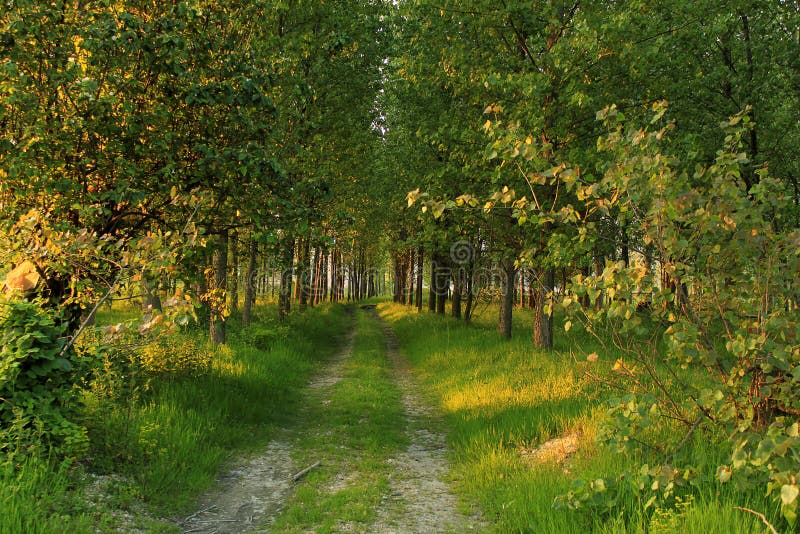 Forest Spring Landscape - Forest Trees with Grass on the Foreground and ...