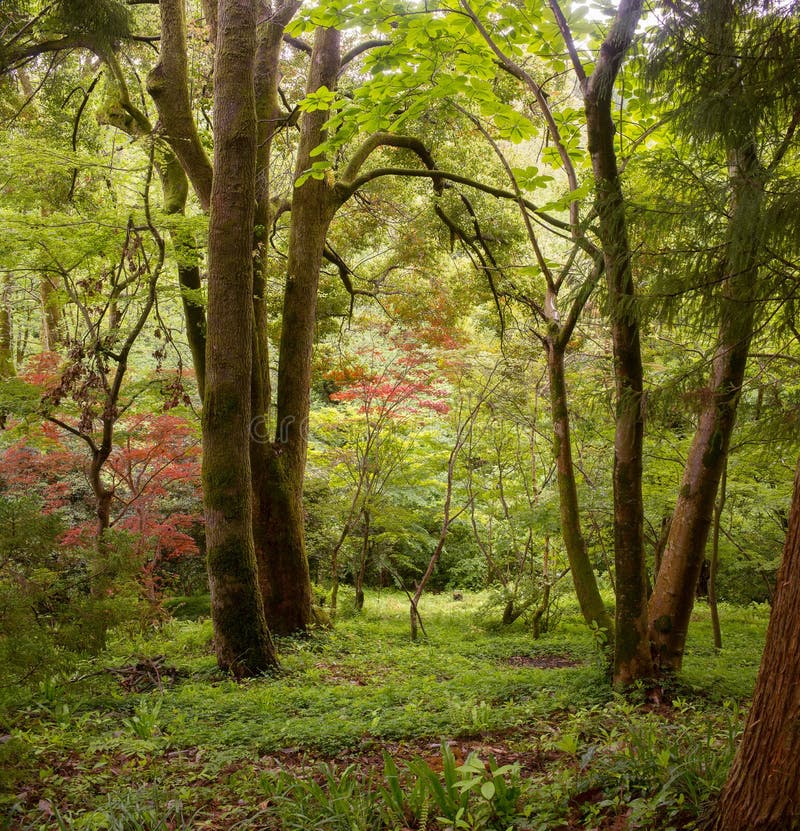 Forest in Spring stock image. Image of foliage, outdoor - 40221673