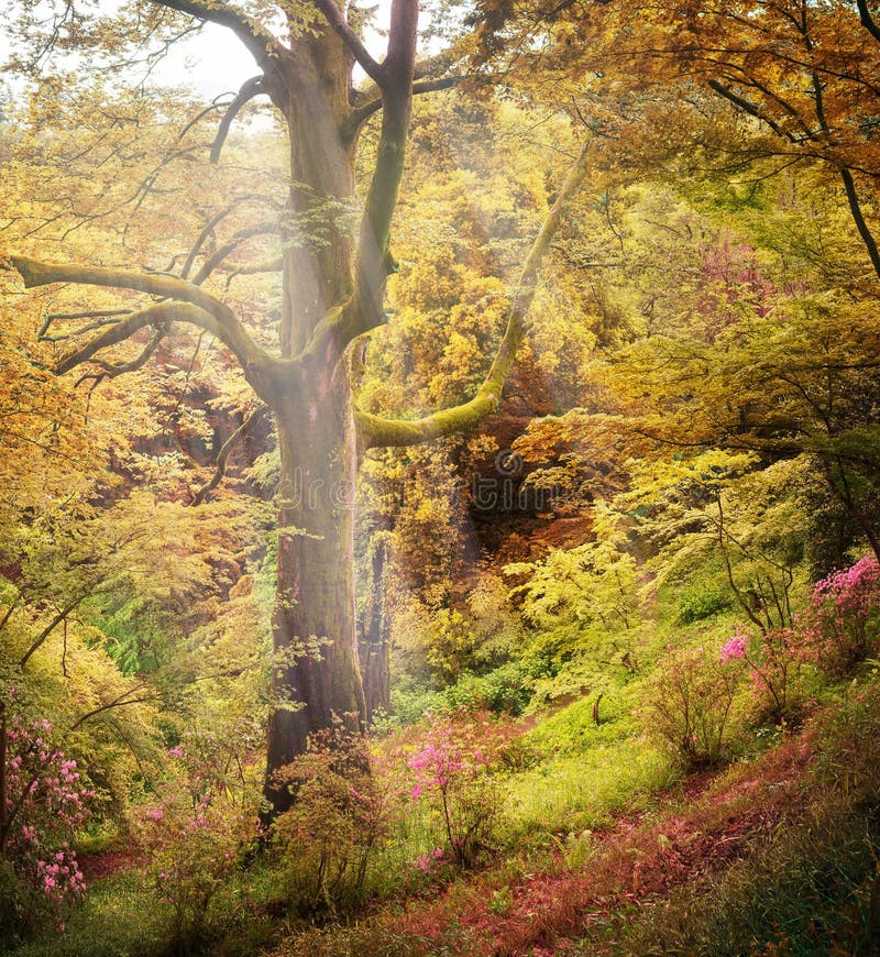 Forest in Spring stock photo. Image of woods, sunlight - 41398576