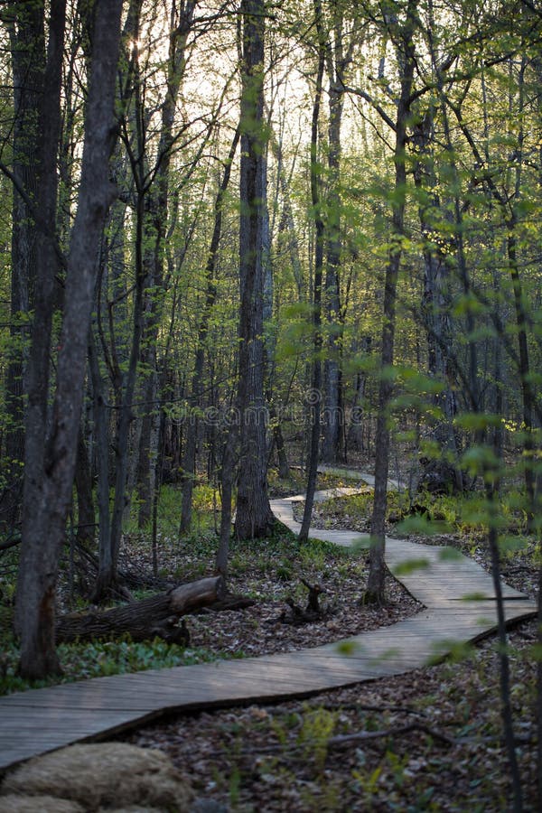 Forest in the Spring Morning Stock Photo - Image of spring, forest ...