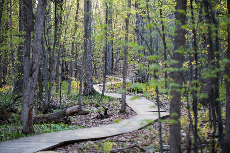 Forest in the Spring Morning Stock Photo - Image of nature, wooden ...