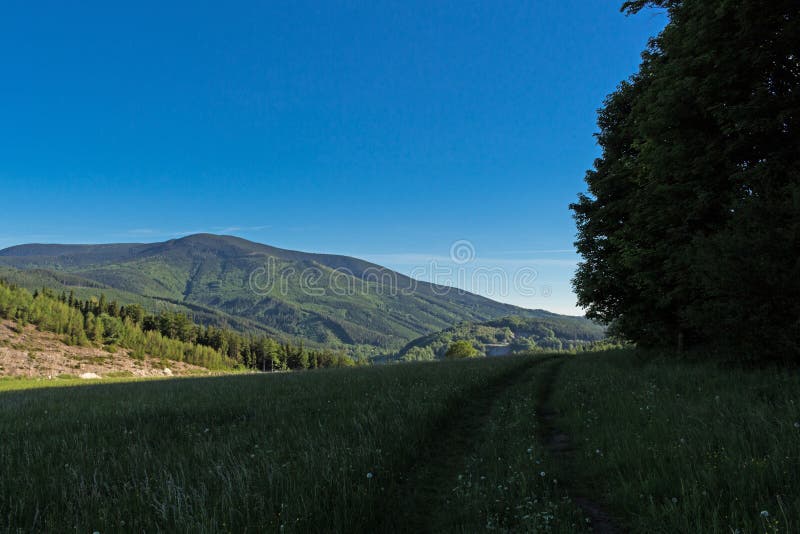 Forest Spring Nature Landscape in Sunny Spring Weather. Stock Image ...