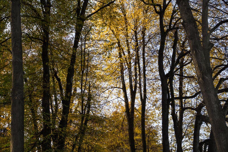 Forest Spring Nature Landscape in Sunny Spring Weather. Stock Image ...
