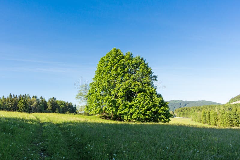 Forest Spring Nature Landscape in Sunny Spring Weather. Stock Photo ...