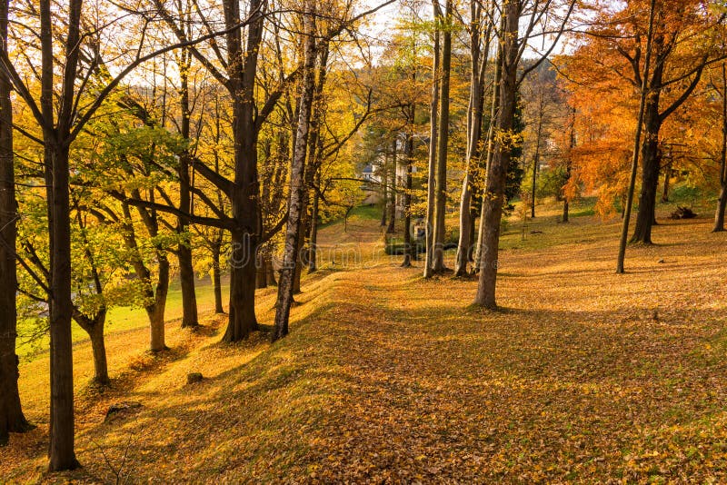 Forest Spring Nature Landscape in Sunny Spring Weather. Sunset in ...