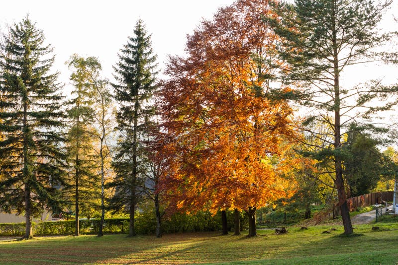 Forest Spring Nature Landscape in Sunny Spring Weather. Sunset in ...