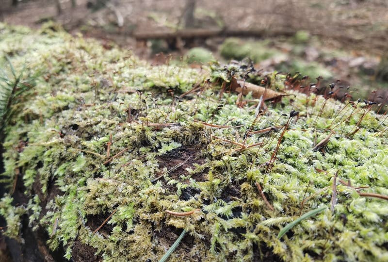 In the Forest in Spring in Northern Germany Stock Photo - Image of soil ...