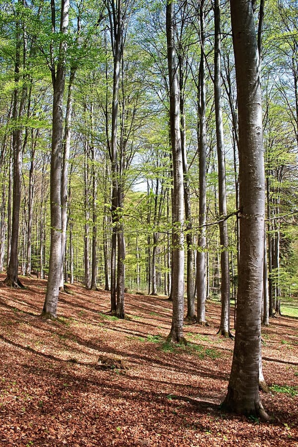 Forest in spring stock image. Image of blue, tree, wood - 33862615