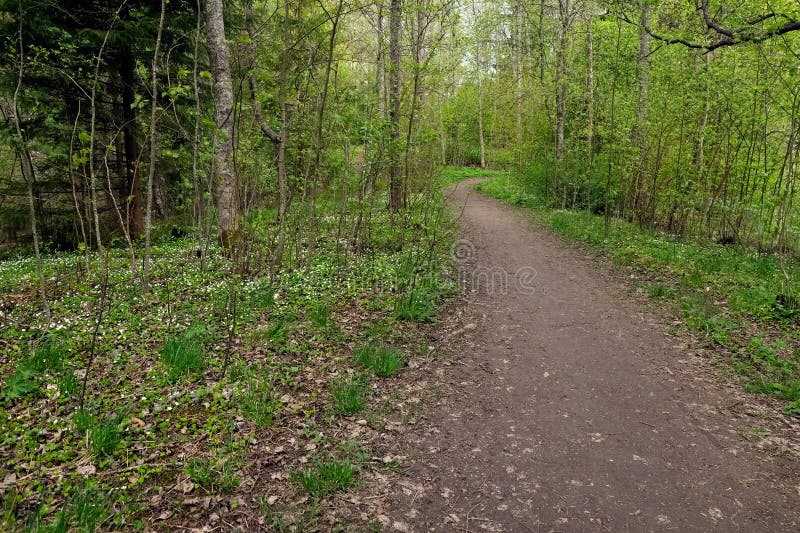 Forest in the Spring. the Road in the Forest. Background. Stock Photo ...