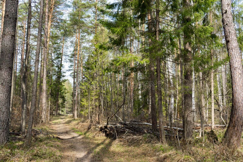 Forest stock photo. Image of nature, pine, russia, lush - 53707848