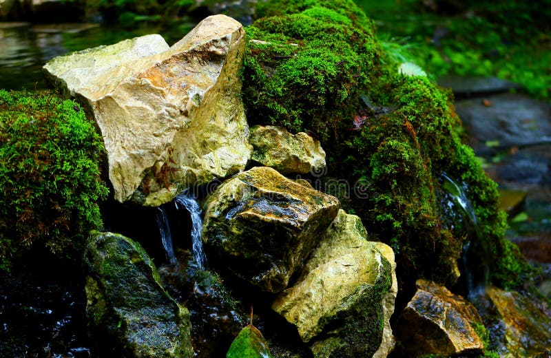 Forest Spring on the Stones Stock Photo - Image of light, mossy: 122412710