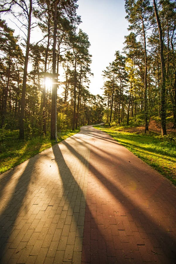 Forest in Spring, Sun and Shadows Stock Photo - Image of sunny, morning ...