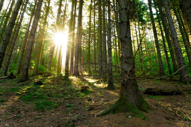 Forest in Spring with Bright Sun Stock Photo - Image of idyll ...