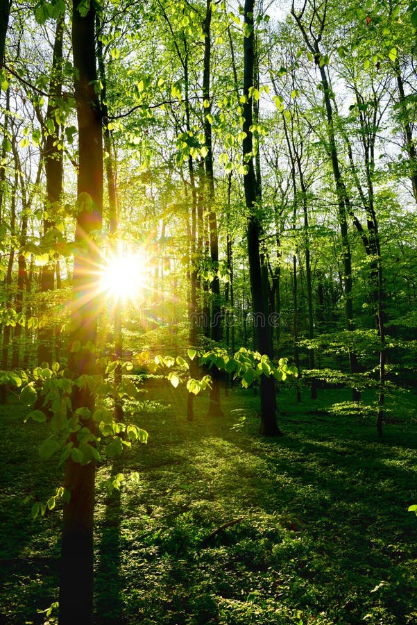 Forest in Spring with Bright Sun Stock Image - Image of nature ...