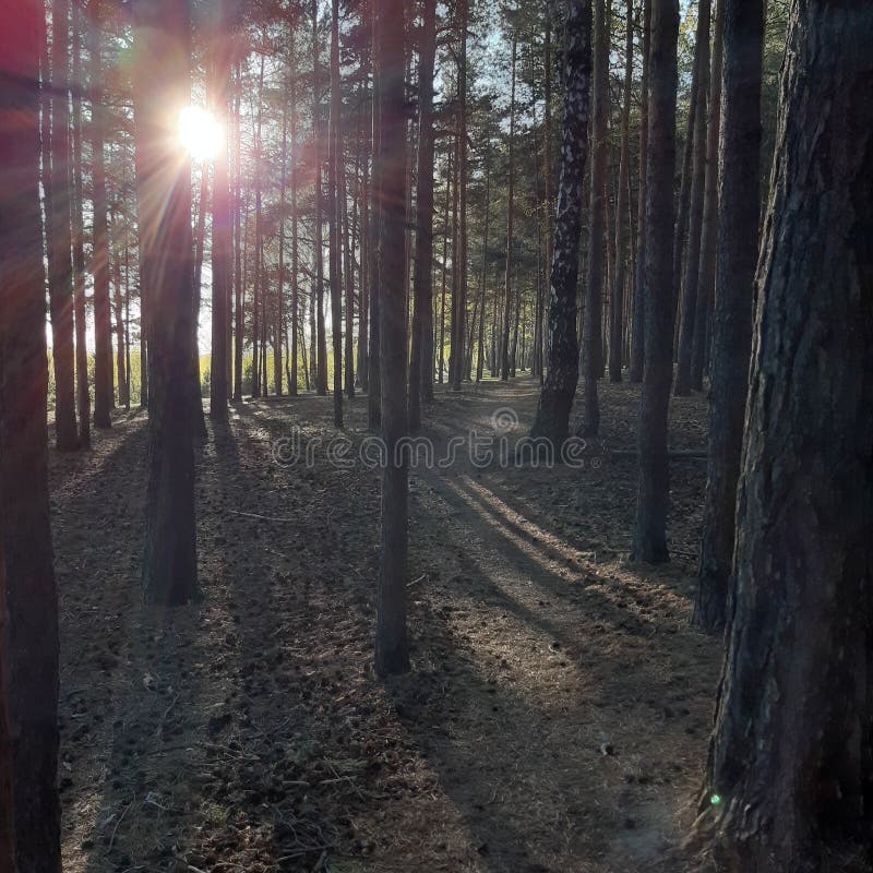 Forest. Spring. Sunset. the Trees. the Lights of a Sun Stock Image ...