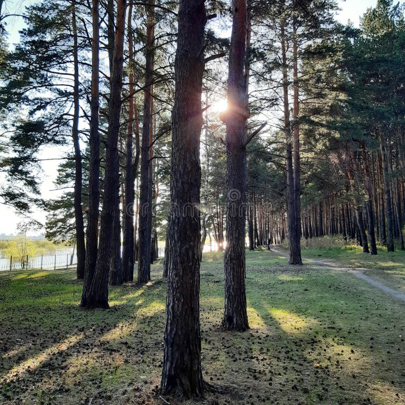 Forest. Spring. Sunset. the Trees. the Lights of a Sun Stock Image ...