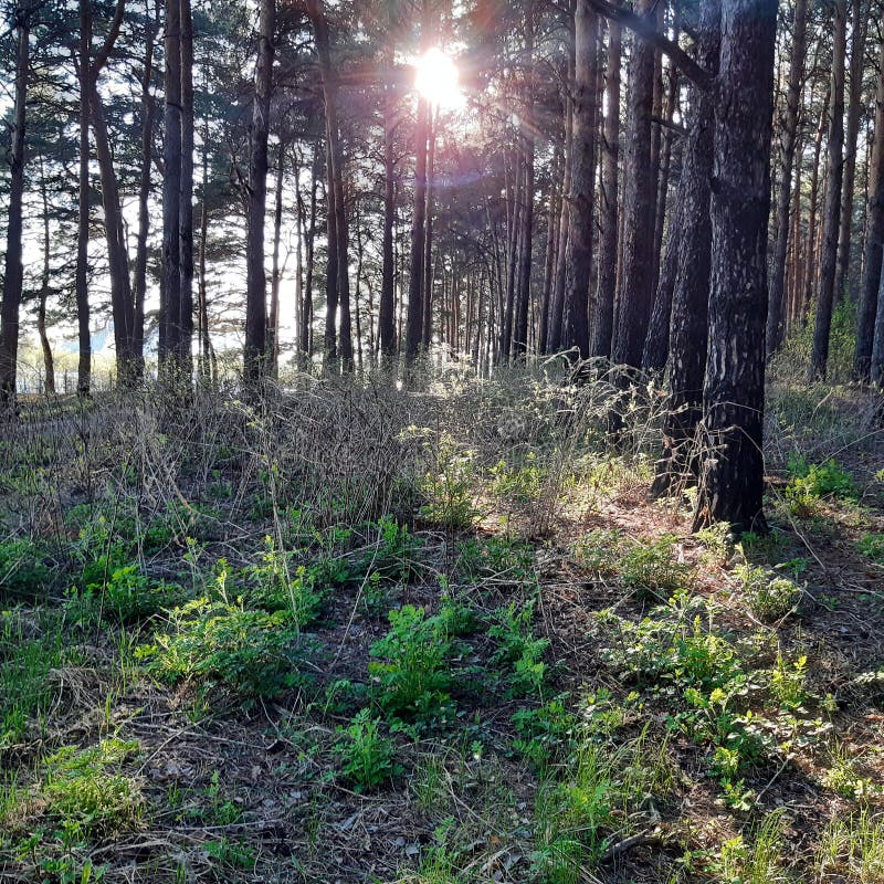 Forest. Spring. Sunset. the Trees. the Lights of a Sun Stock Image ...