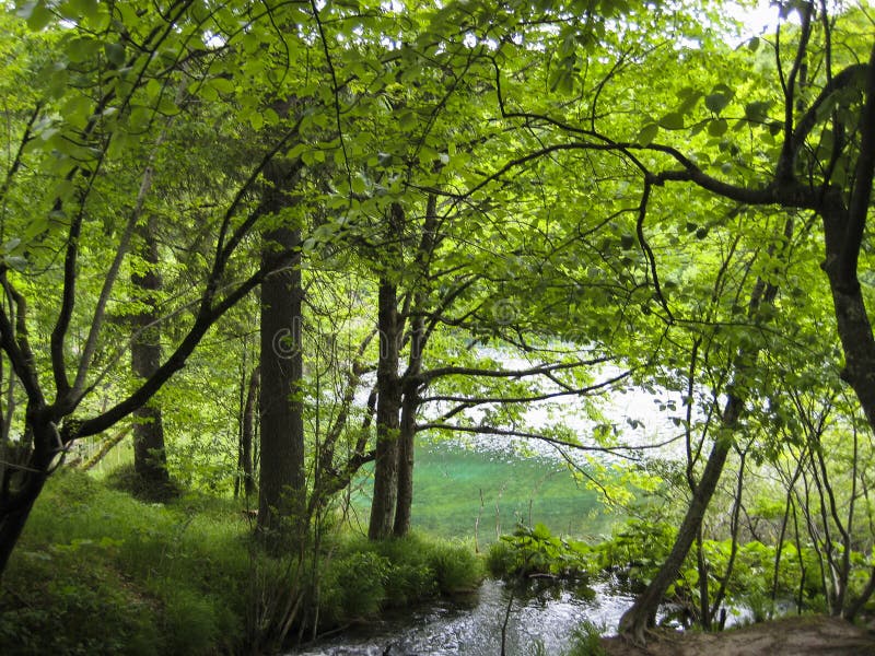 A forest in spring time stock image. Image of garden - 120432223